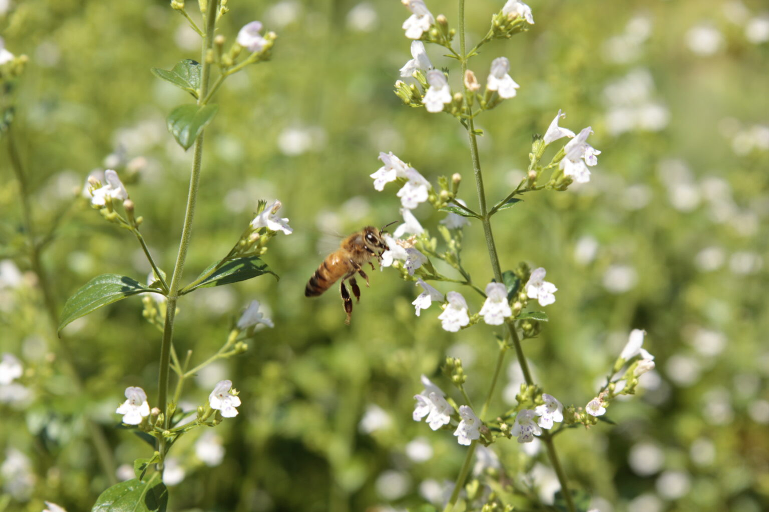 Pledge - Pollinator Pathway NW