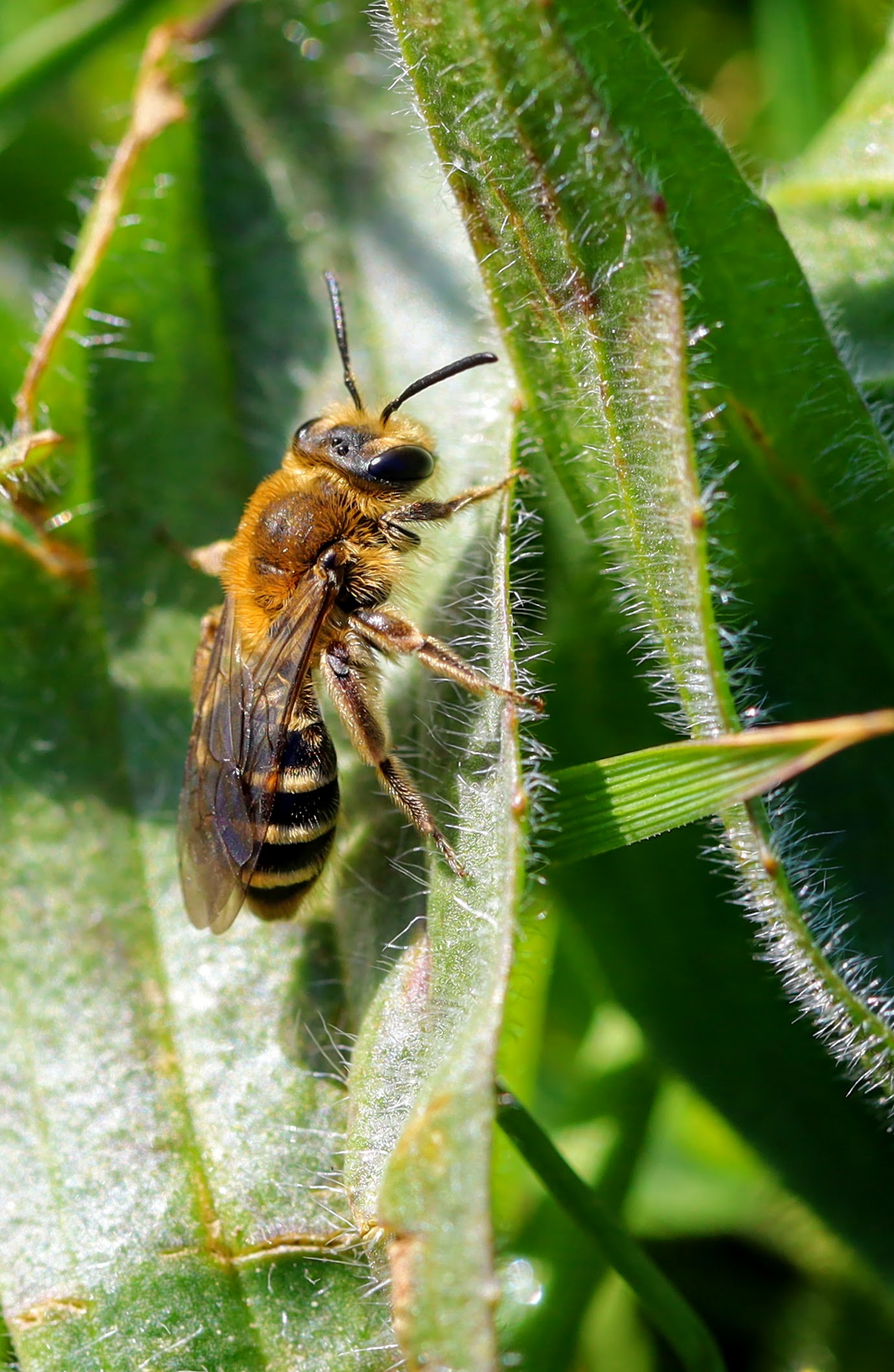 Pollinators - Pollinator Pathway NW