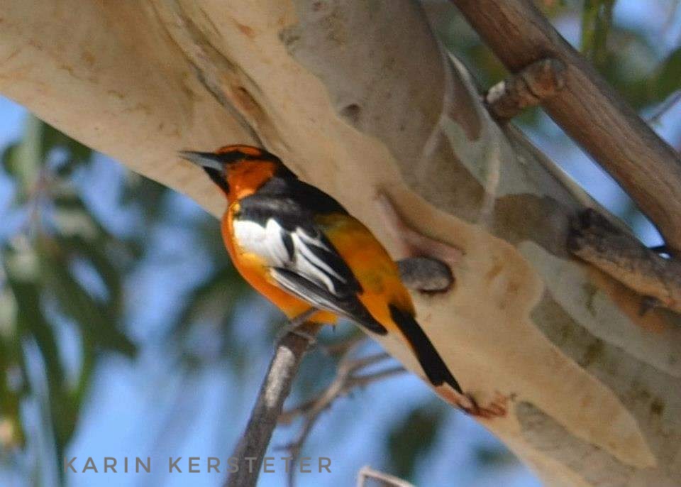 Pollinators - Pollinator Pathway NW