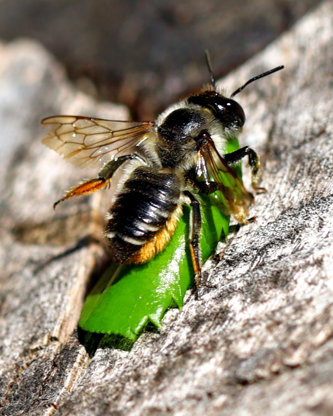 Bees - Pollinator Pathway NW