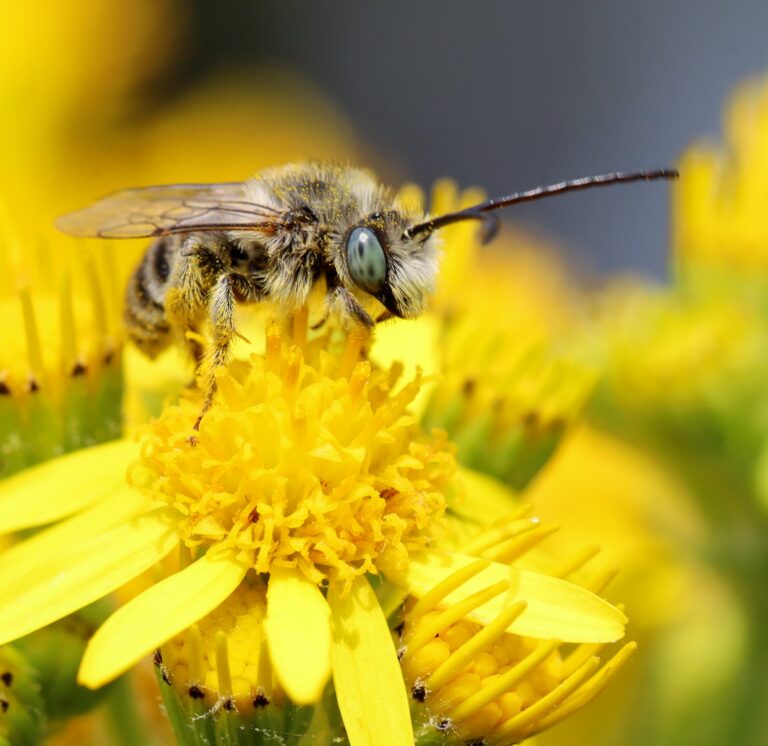 Bees - Pollinator Pathway NW