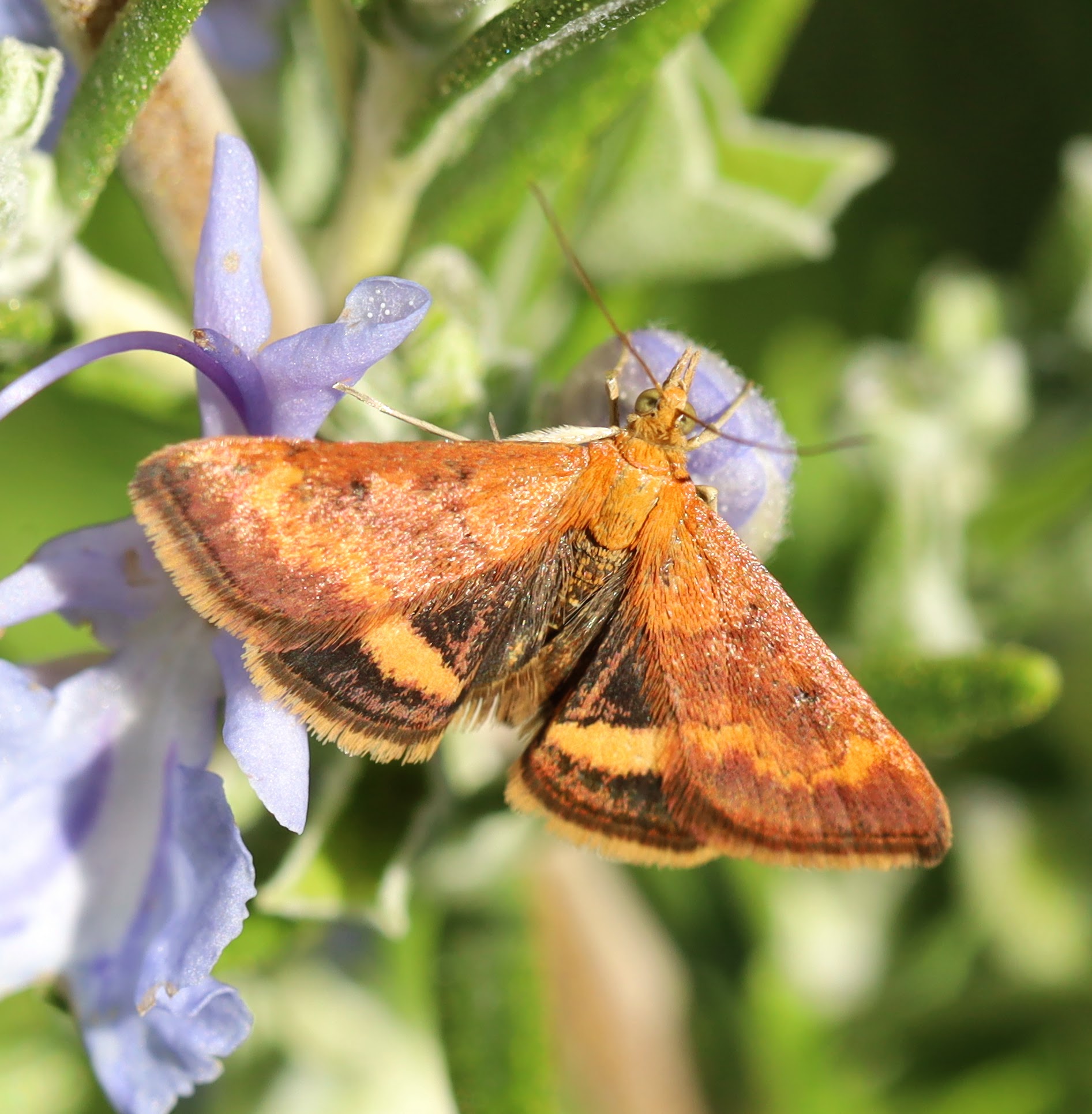 Pollinators - Pollinator Pathway NW