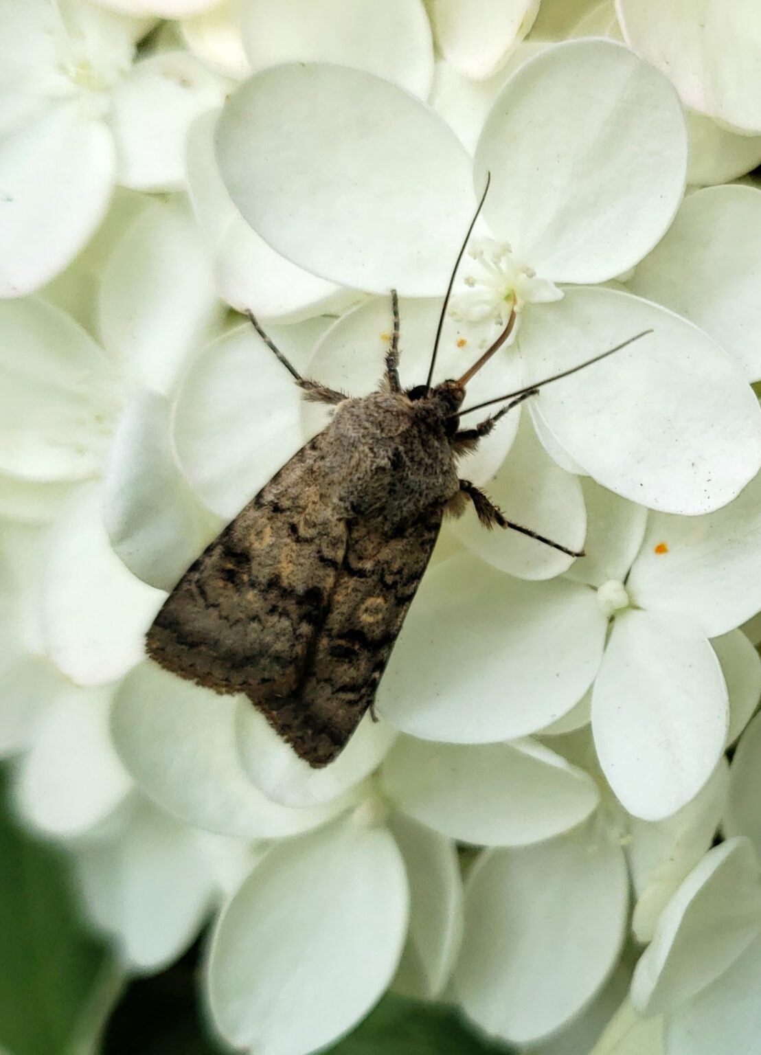 Pollinators - Pollinator Pathway NW