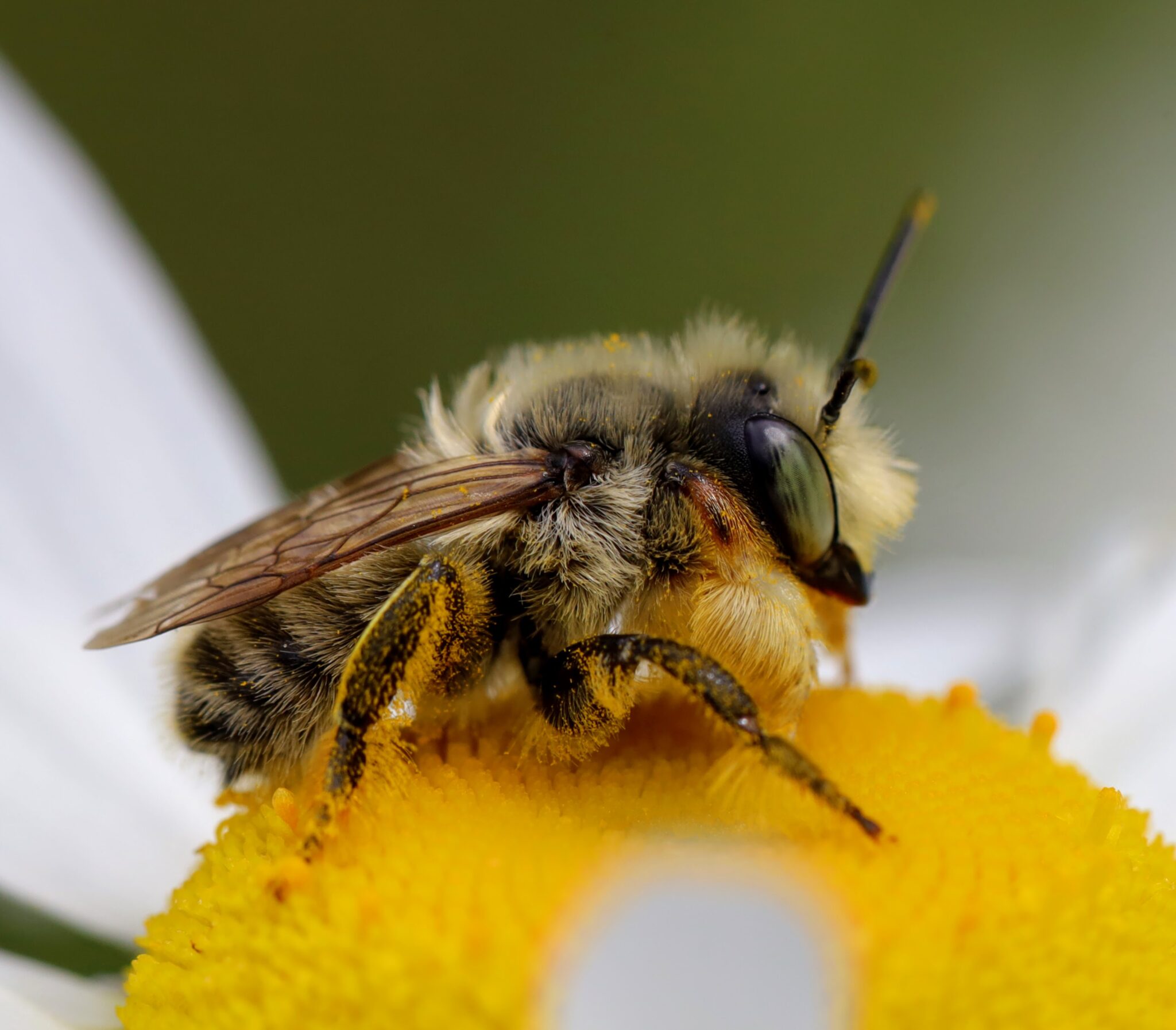 Pollinators - Pollinator Pathway NW
