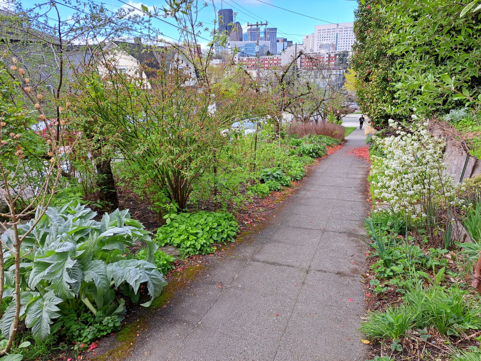 Pacific Northwest Garden Projects - Pollinator Pathway NW