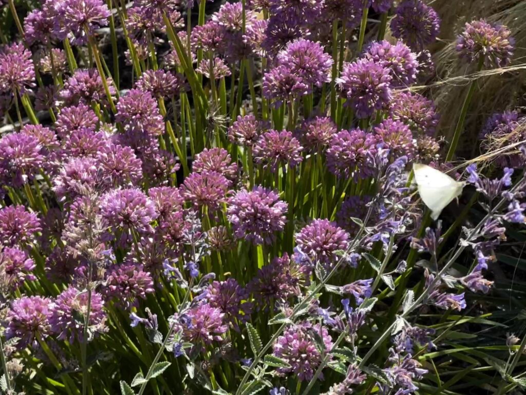 Native Plant Nurseries - Pollinator Pathway NW