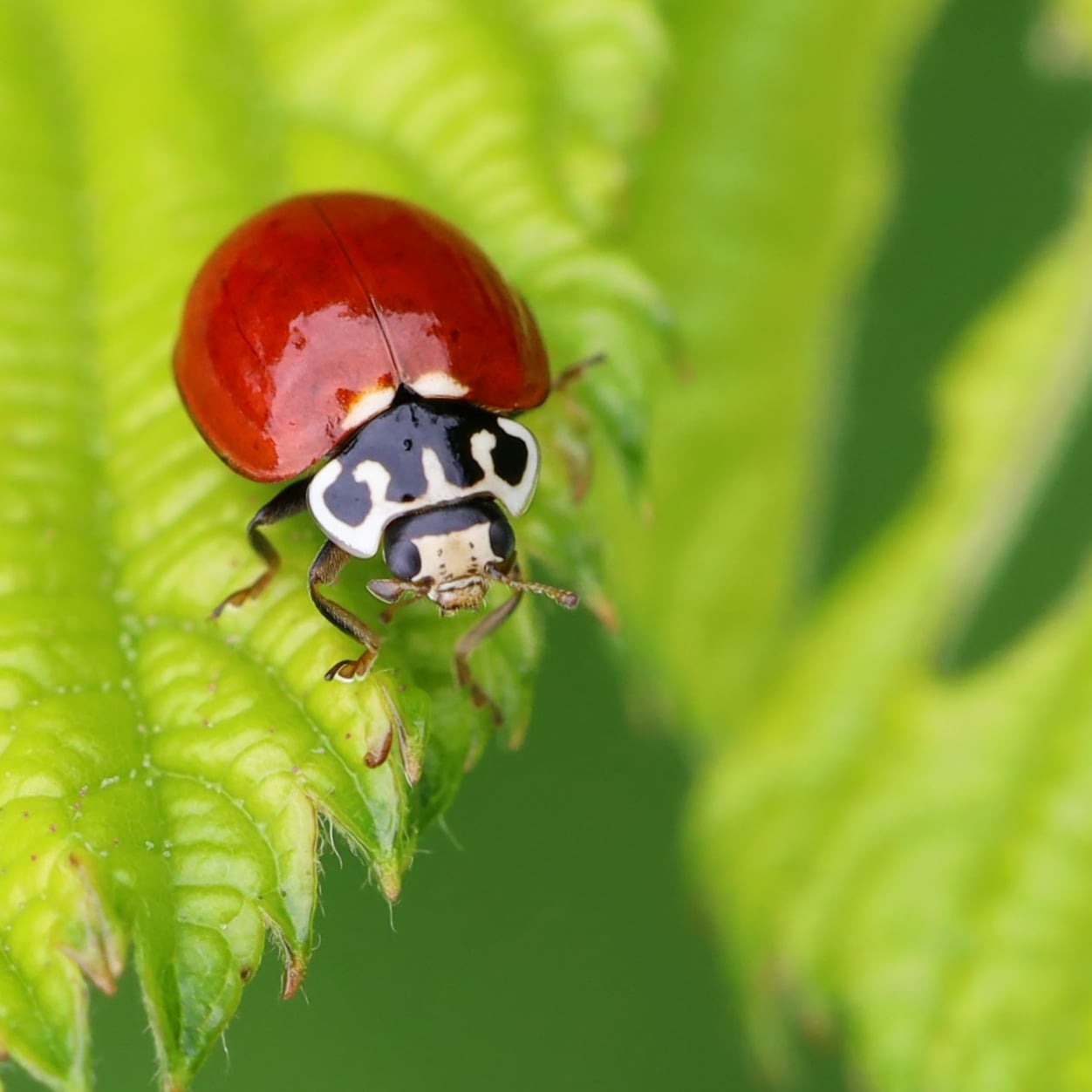 Pollinators - Pollinator Pathway NW