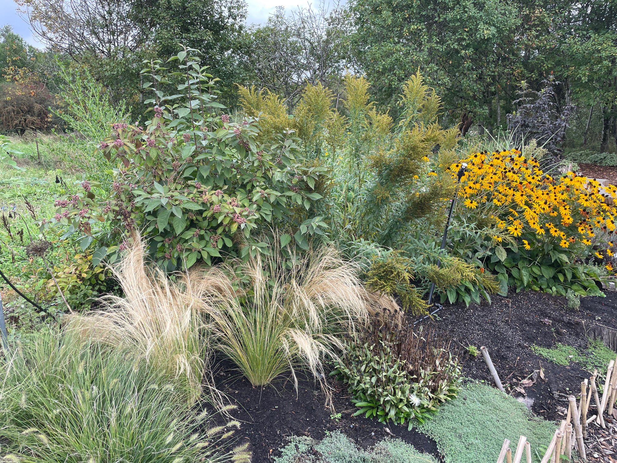Native Plant Nurseries - Pollinator Pathway NW